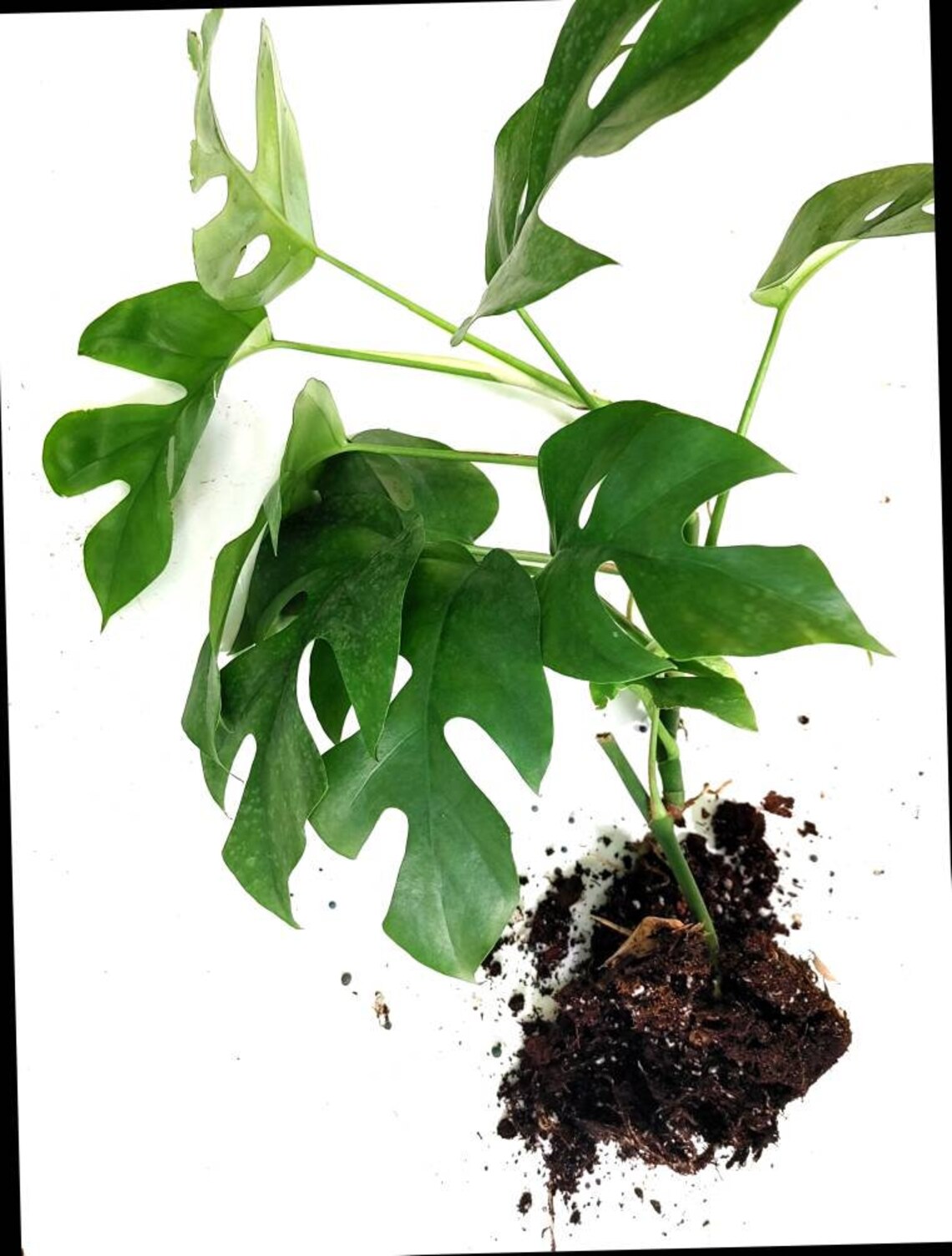 Dwarf Monstera Raphidophora Tetrasperma Plant - Etsy