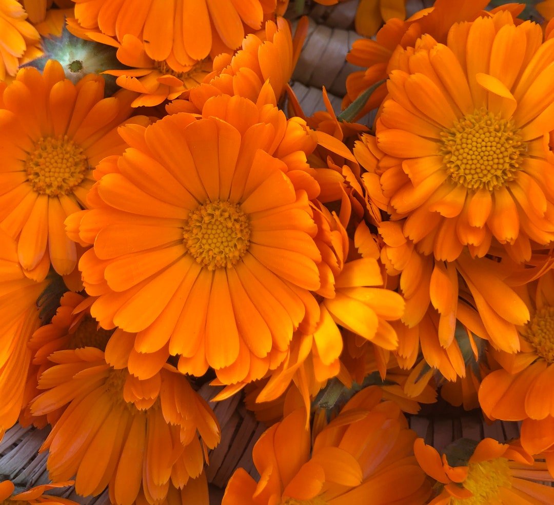 4 Oz. Dried Calendula 2024 Harvest Calendula Officinalis yumyum ...