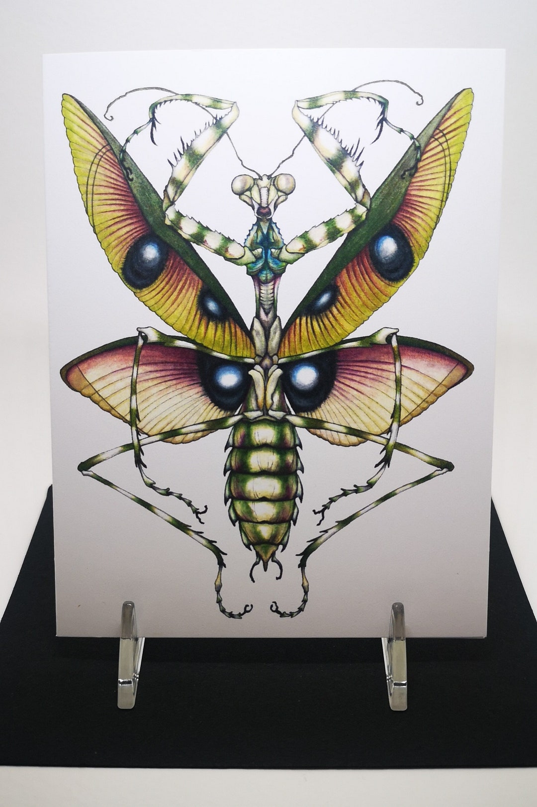 Praying Mantis Greeting Card, Gift, Plants, Spiney Flower Mantis ...