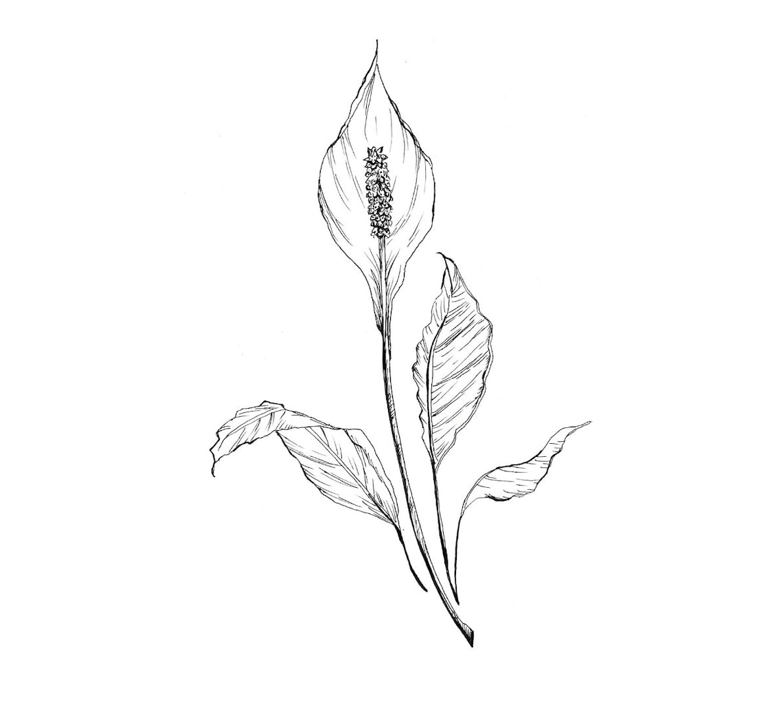 Printable Peace Lily Greeting Card, Botanical Illustration, Simple ...