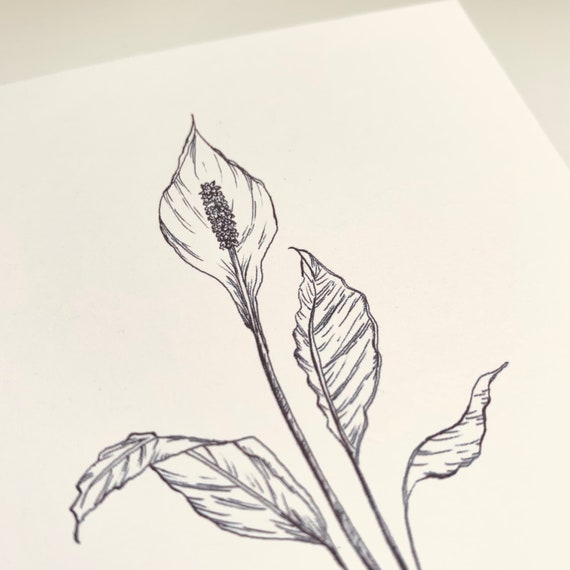 Peace Lily Leaf Drawing