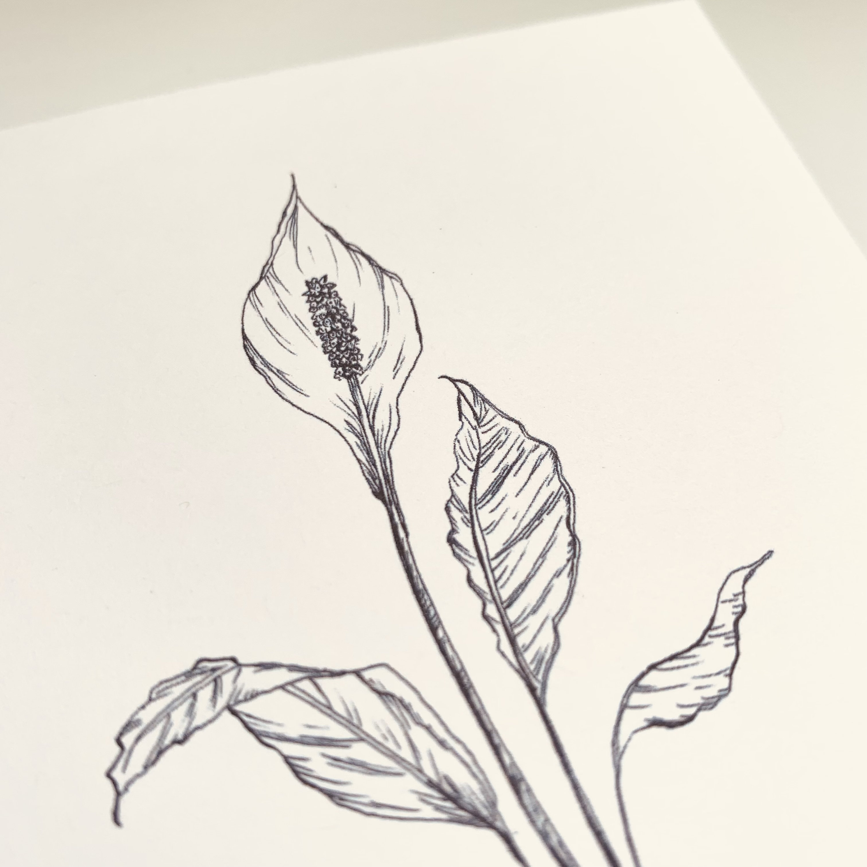 Printable Peace Lily Greeting Card, Botanical Illustration, Simple ...