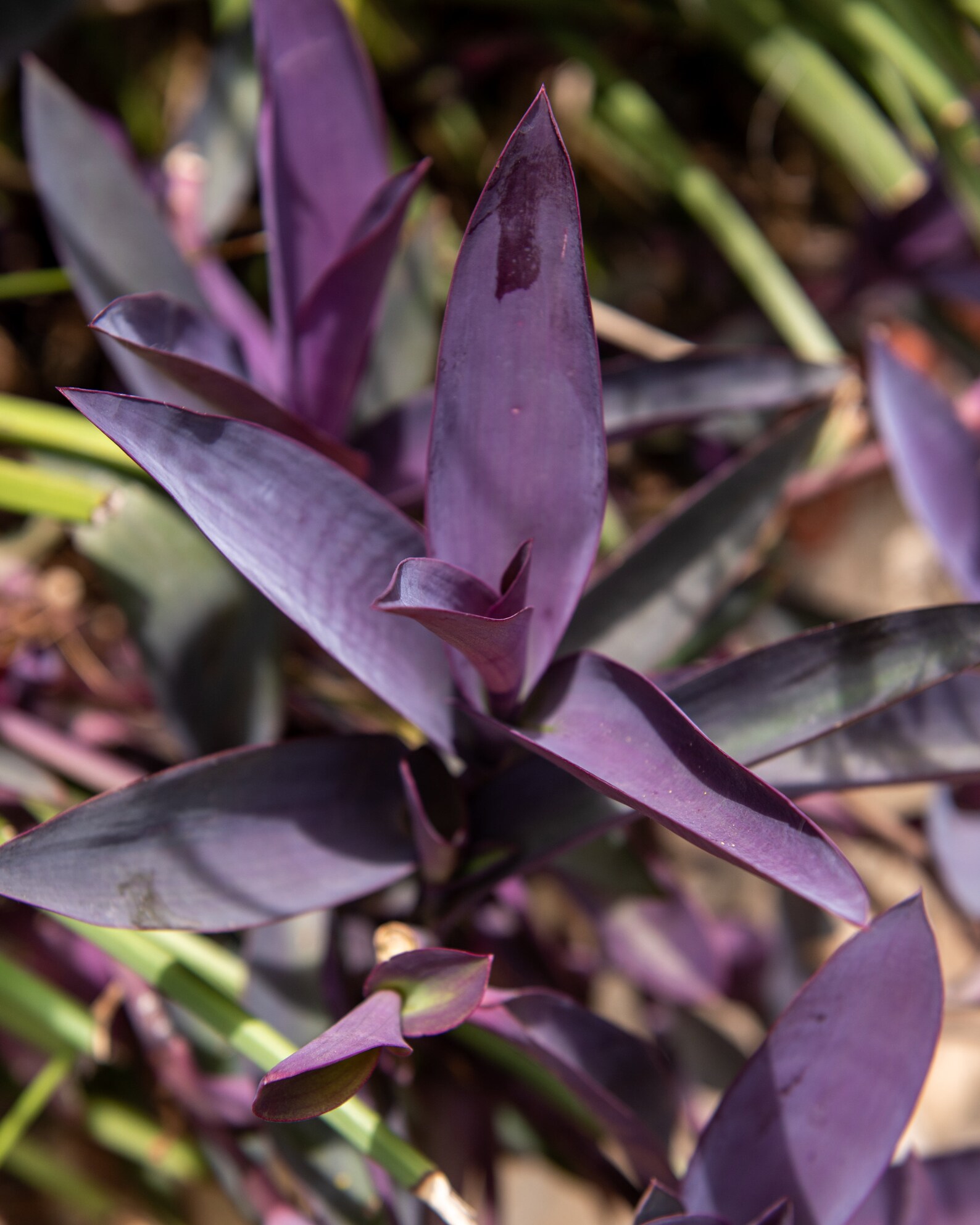 Purple heart plant cold tolerance - klopmeta