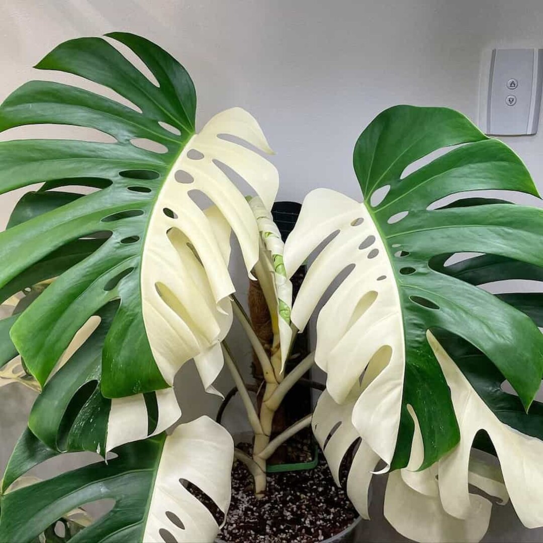 Rare Highly Variegated White Monstera Deliciosa Albo Half Moon Live ...