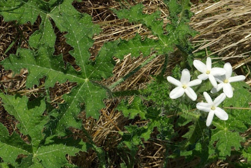 Texas Bull Nettle Cnidoscolus Texanus 10 Seeds - Etsy