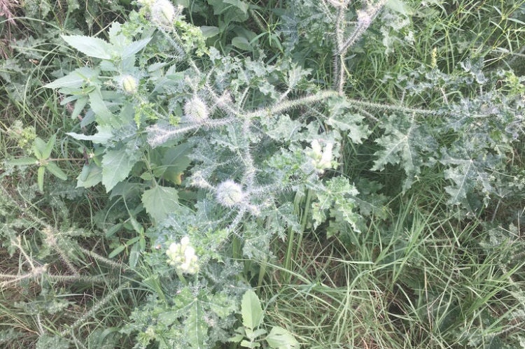 Texas Bull Nettle Cnidoscolus Texanus 10 Seeds - Etsy