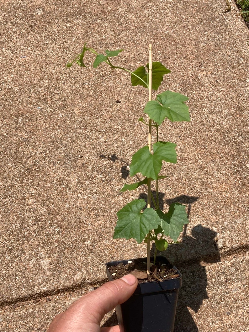 Melothria Pendula - Creeping Cucumber 30 Seeds - Etsy