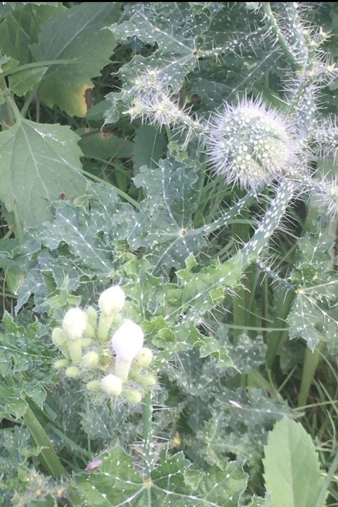 Texas Bull Nettle Cnidoscolus texanus 10 seeds - Etsy.de
