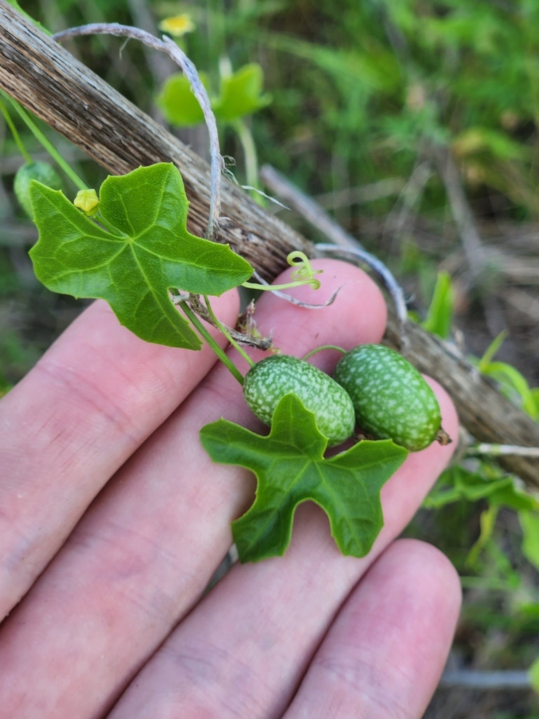 Melothria Pendula - Creeping Cucumber 30 Seeds - Etsy