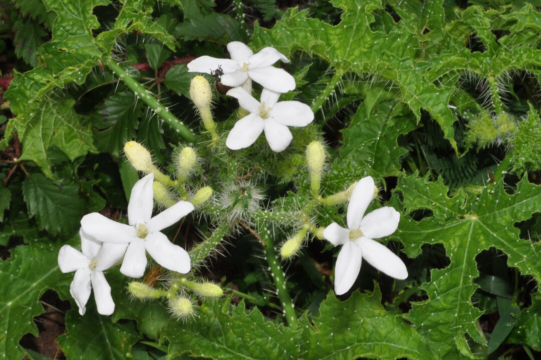 Texas Bull Nettle Cnidoscolus Texanus 10 Seeds - Etsy