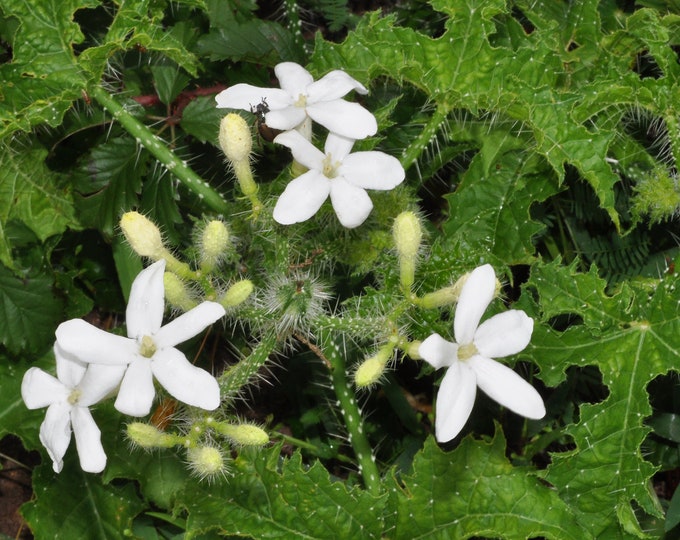 Texas Bull Nettle - Cnidoscolus Texanus 10 Seeds - Etsy