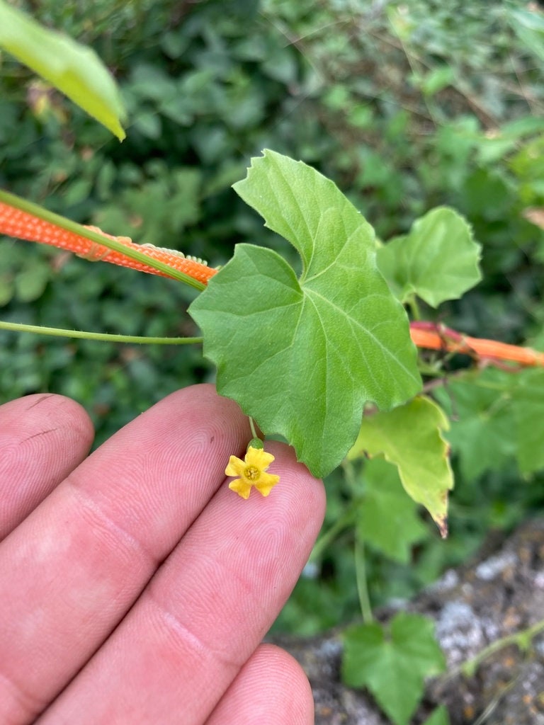 Melothria Pendula - Creeping Cucumber 30 Seeds - Etsy