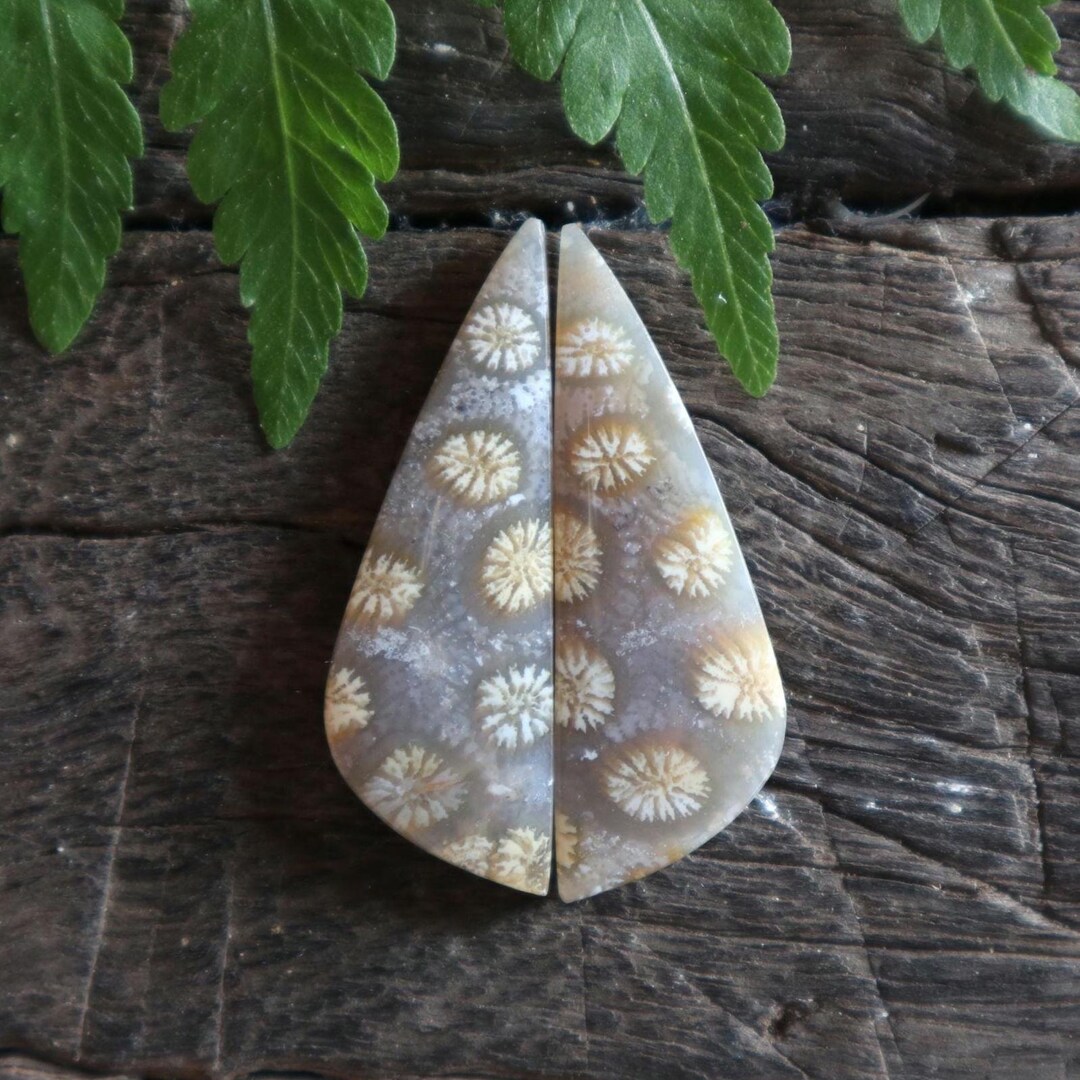 Natural Fossil Coral,fossil Coral for Jewelry Making,flower Pattern ...