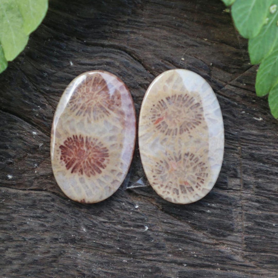 Fossil Coral,mohs Scales of Mineral Hardness,agate Gemstone,flower ...