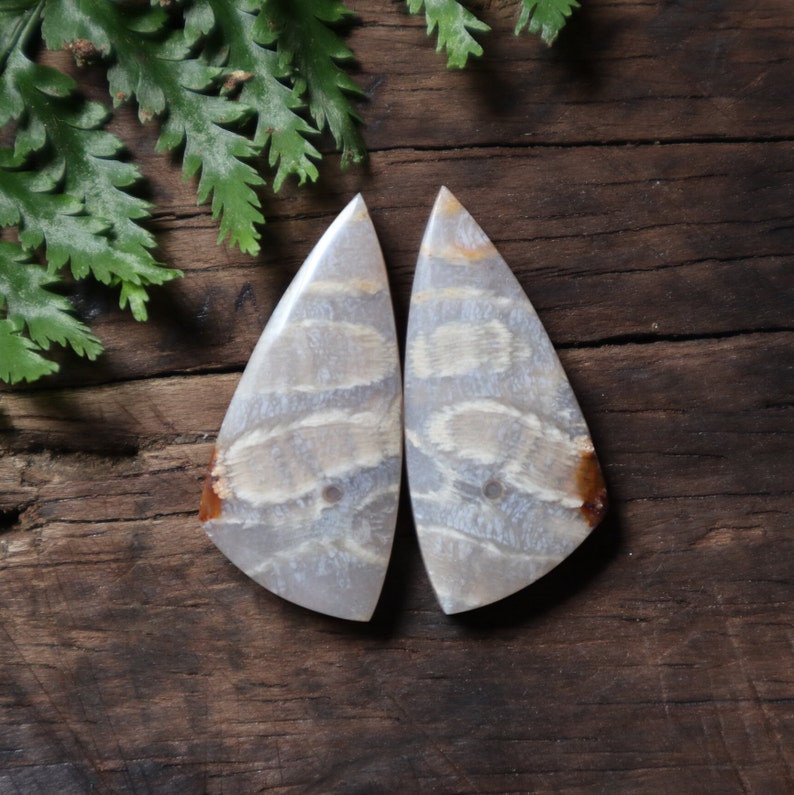 Fossil Coral ,mohs Scales of Mineral Hardness,agate Gemstone,flower ...