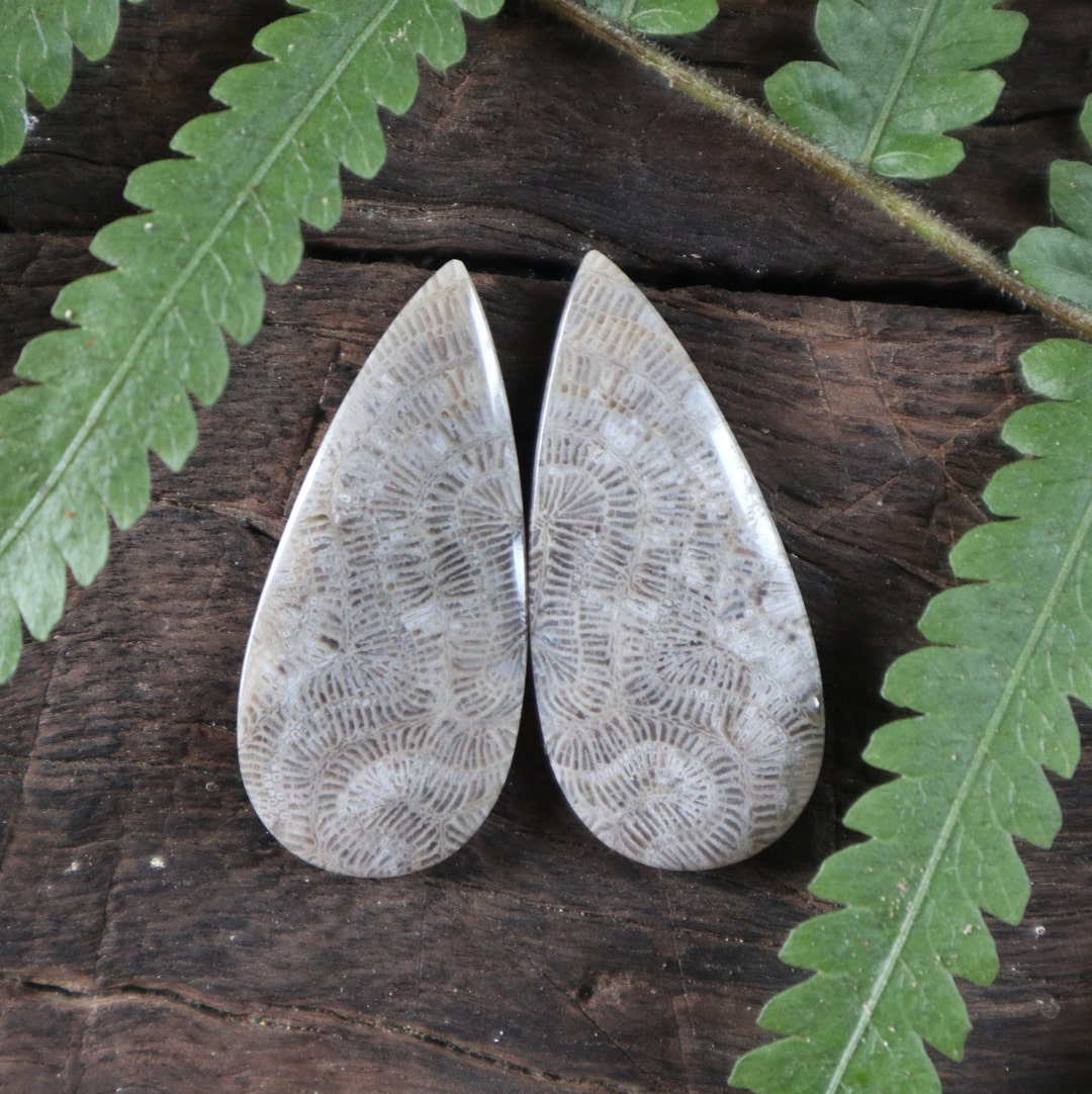 Fossil Coral,mohs Scales of Mineral Hardness,agate Gemstone,flower ...