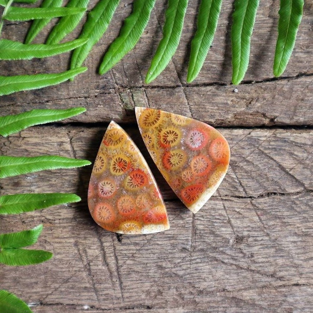 Fossilized Coral Pair - Natural Stone Specimen - Rare Agatized Coral ...