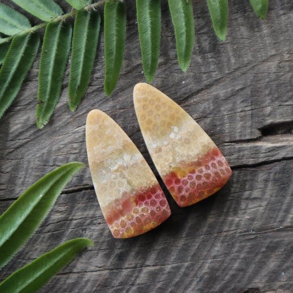 Fossil Coral Sumatra - Etsy