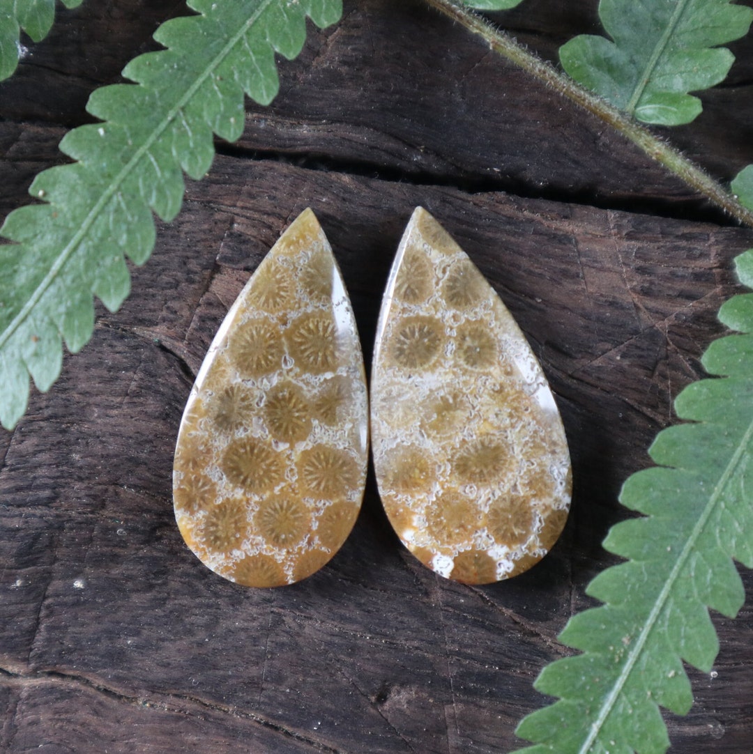 Fossil Coral,mohs Scales of Mineral Hardness,agate Gemstone,flower ...