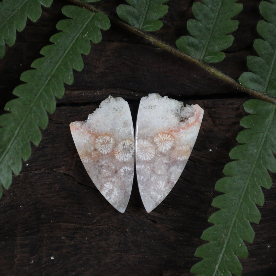 Fossil Coral,mohs Scales of Mineral Hardness,agate Gemstone,flower ...