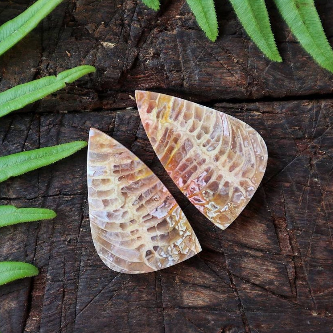 Fossilized Coral Pair - Natural Stone Specimen - Rare Agatized Coral ...
