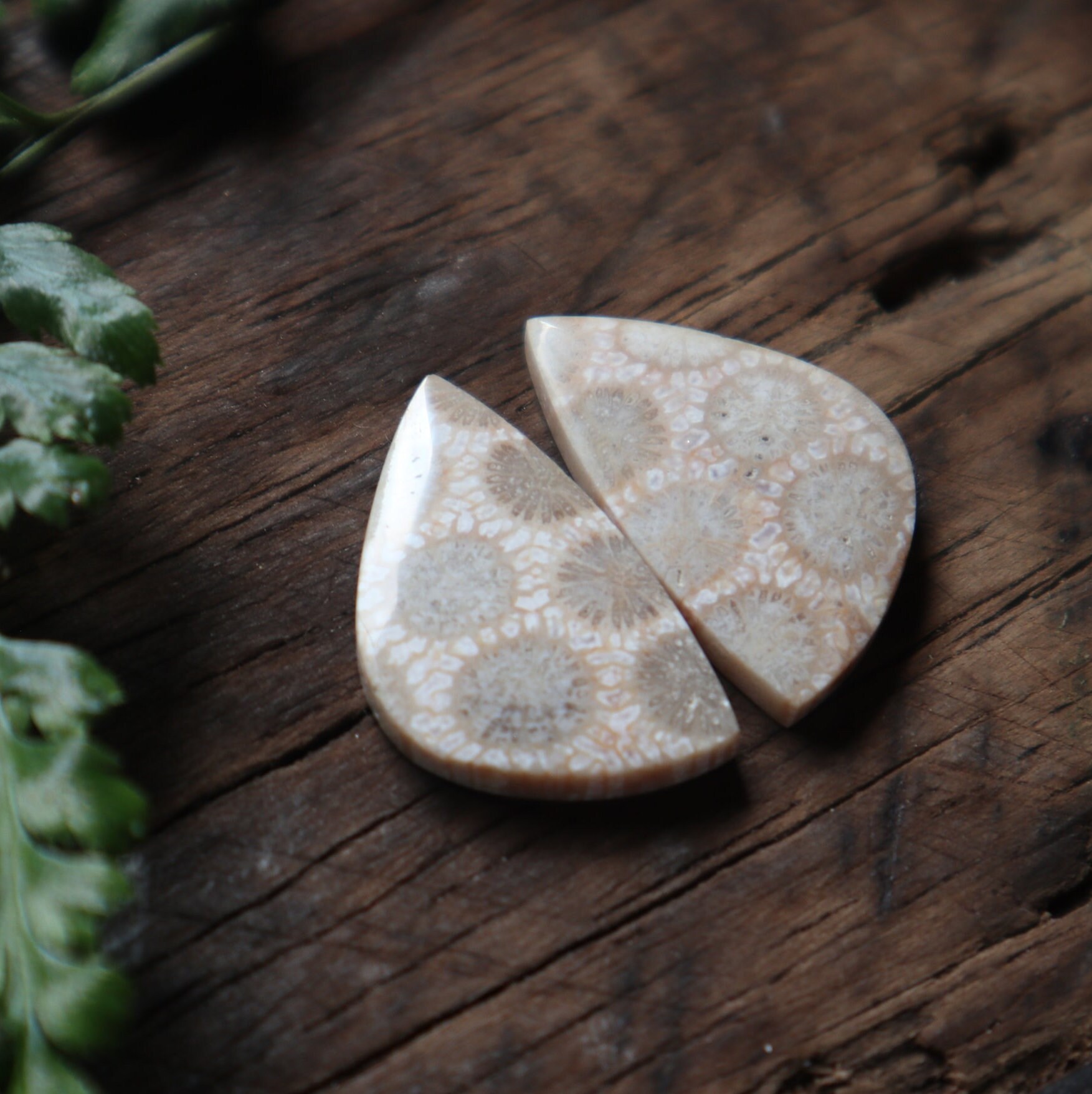 Agate Fossil Coral,mohs Scales of Mineral Hardness,agate Gemstone ...