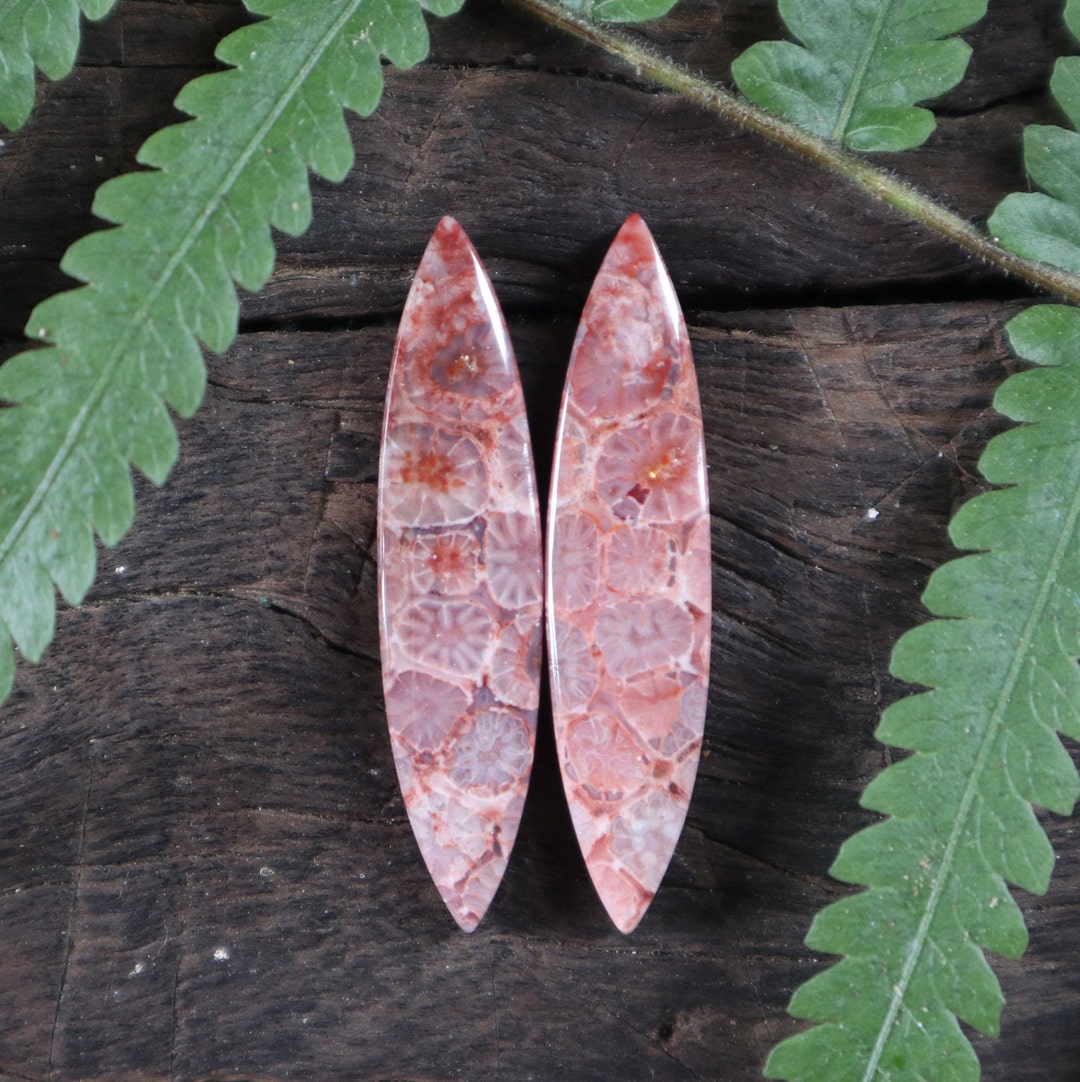 Fossil Coral,mohs Scales of Mineral Hardness,agate Gemstone,flower ...