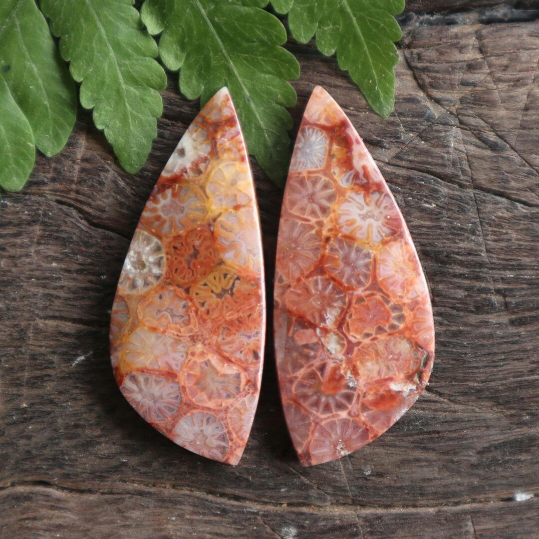 Fossil Coral Pair: Agatized Stone Cabochons, Geology Gift - Etsy