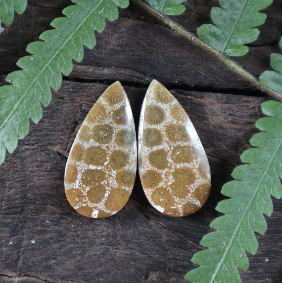 Fossil Coral,mohs Scales of Mineral Hardness,agate Gemstone,flower ...