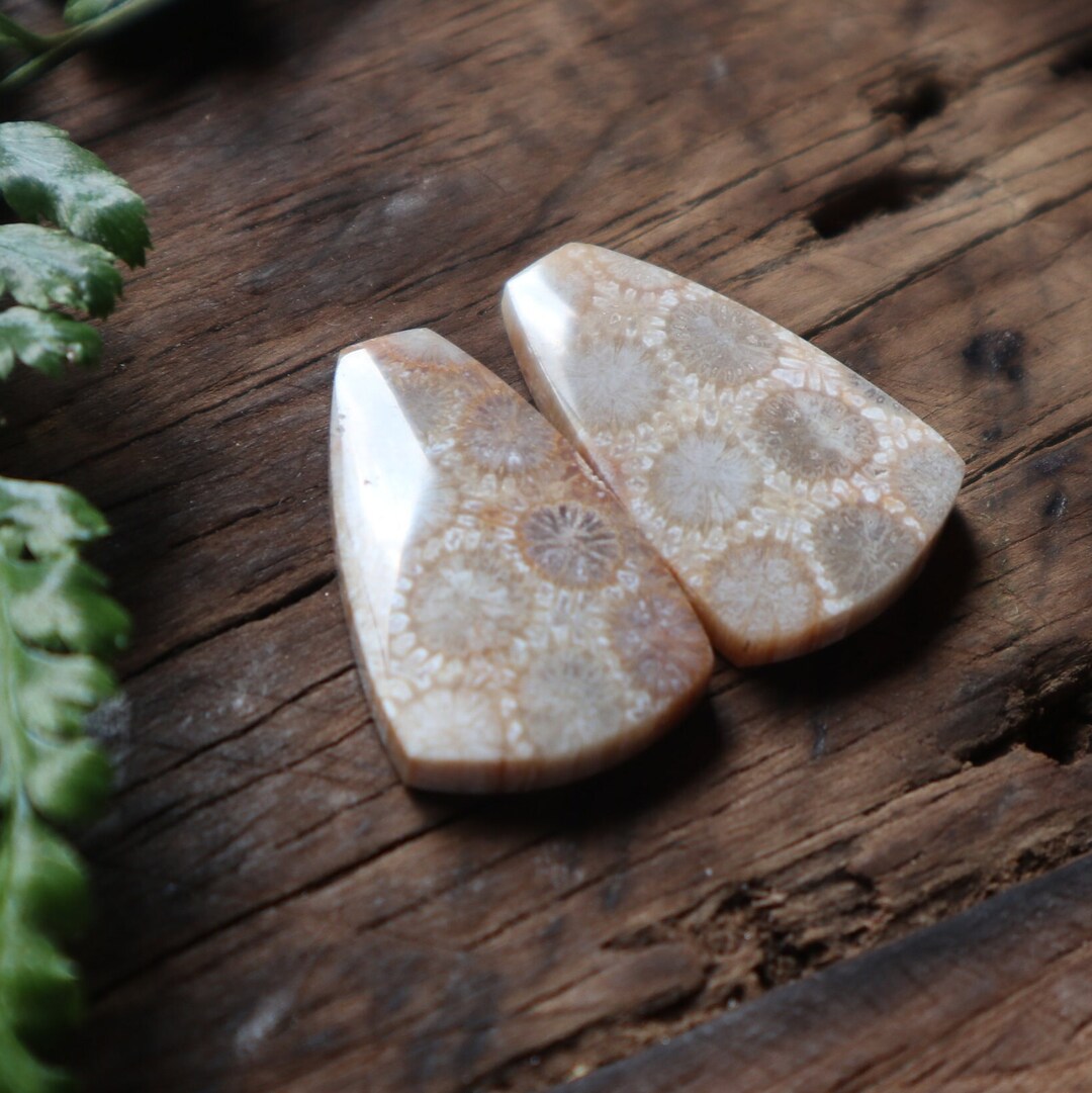 Agate Fossil Coral,mohs Scales of Mineral Hardness,agate Gemstone ...