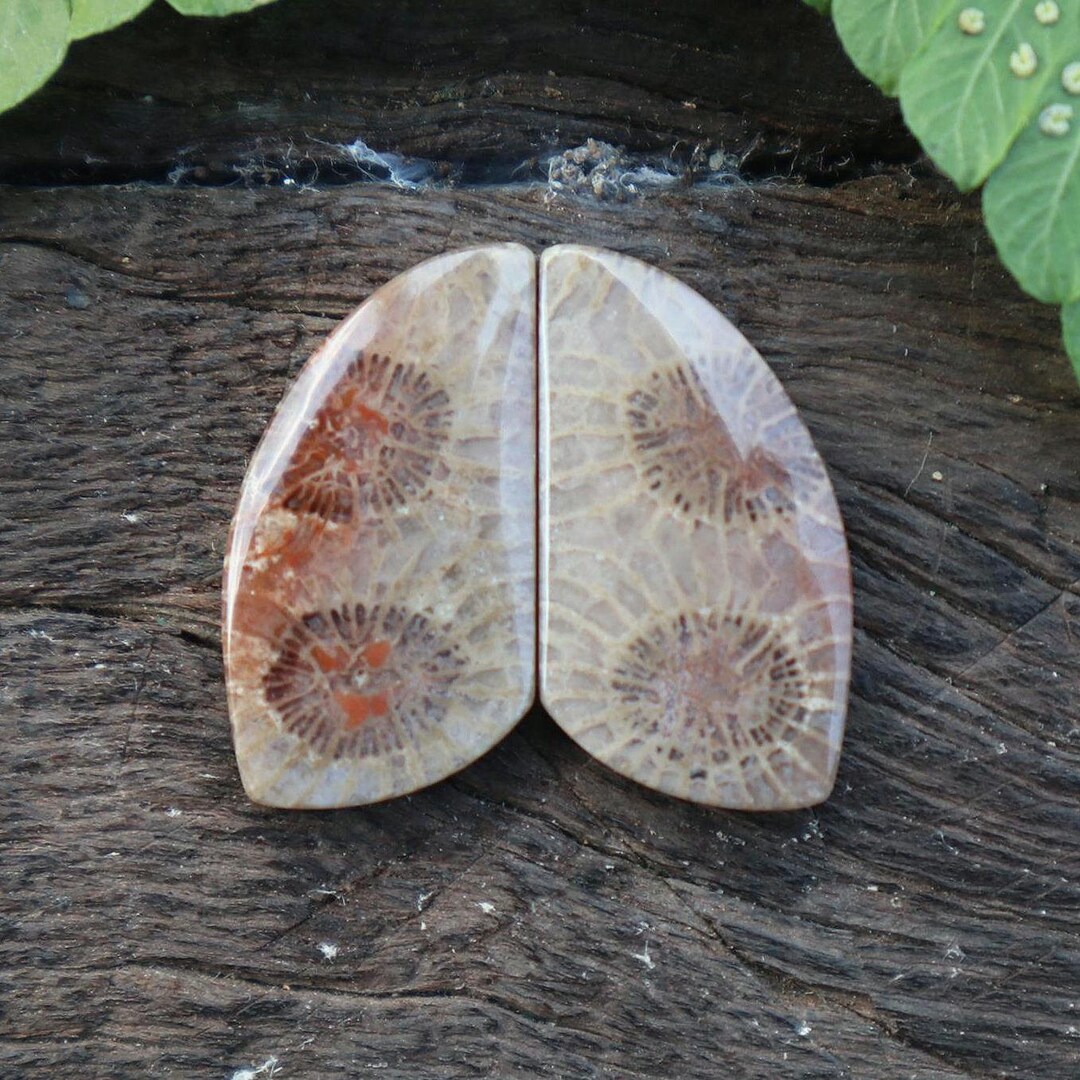 Fossil Coral,mohs Scales of Mineral Hardness,agate Gemstone,flower ...