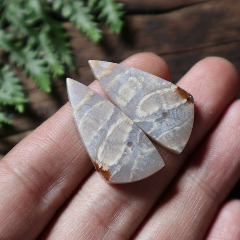 Fossil Coral ,mohs Scales of Mineral Hardness,agate Gemstone,flower ...