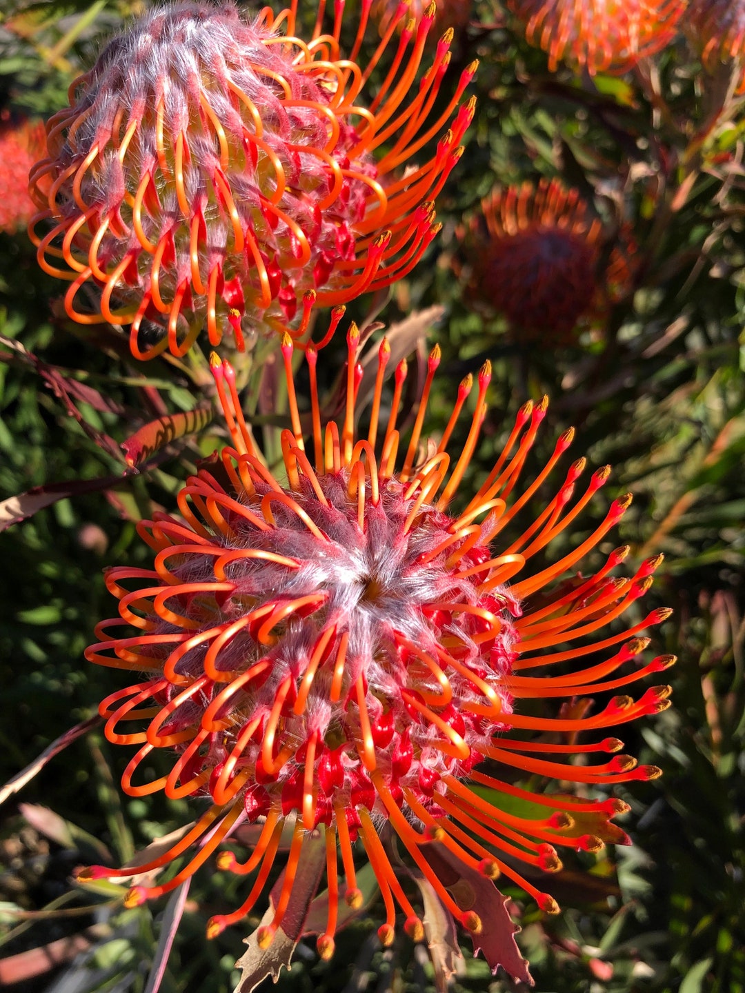 Pin Cushion Flower - Leucospermum Tango , Jester, Sunrise, Veldfire, Scarlet Drought and Salt ...