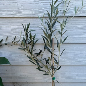 Olive Trees - California Grown - Kalamata, Hojiblanca, Mission ...