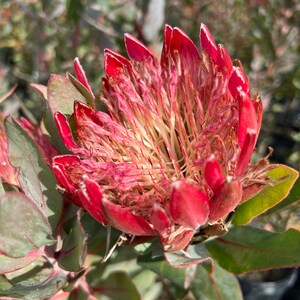 Flowering Protea - Pink Ice , Sylvia Red Live Plant in 3 Gallon Grower ...