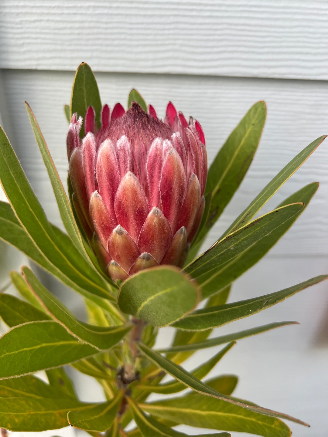 Flowering Protea - Pink Ice , Sylvia Red Live Plant in 3 Gallon Grower Pot - Etsy