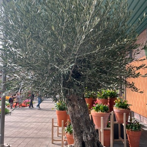 Olive Trees - California Grown - Kalamata, Hojiblanca, Mission ...