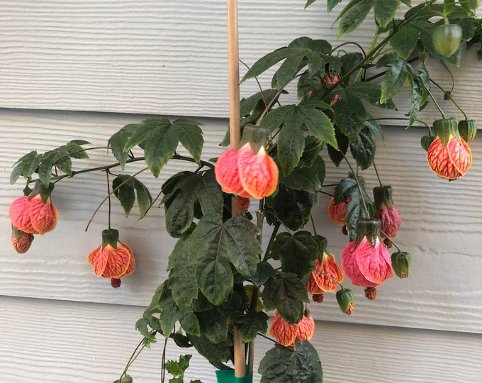 Abutilon Pictum Tiger Eye - Japanese Lantern Flowering Maple Live ...
