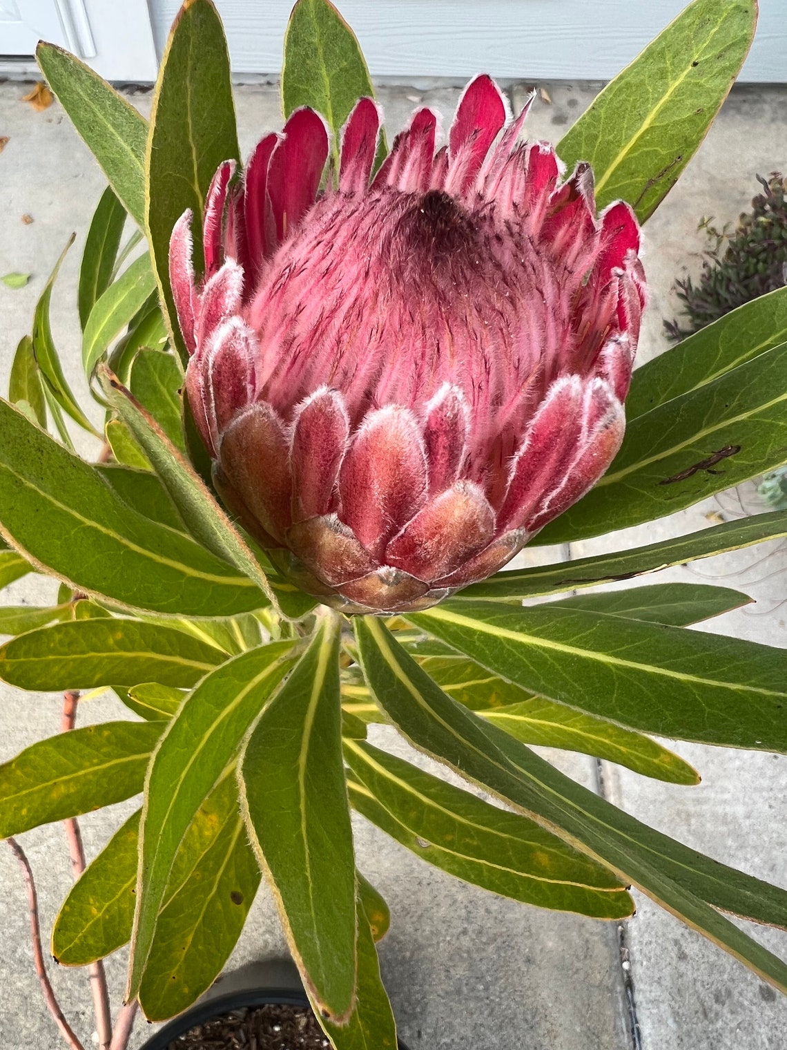 Flowering Protea Pink Ice Sylvia Red Live Plant in 3 - Etsy