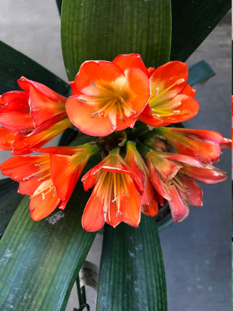 Variegated Clivia large 1 gallon orange clivia miniata | Etsy