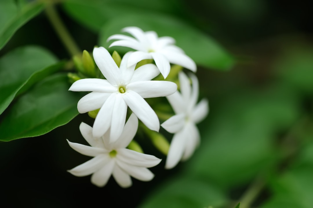 Jasmine 2ft Jasminum Angulare South Afrcian Jasmine very fragrant live ...