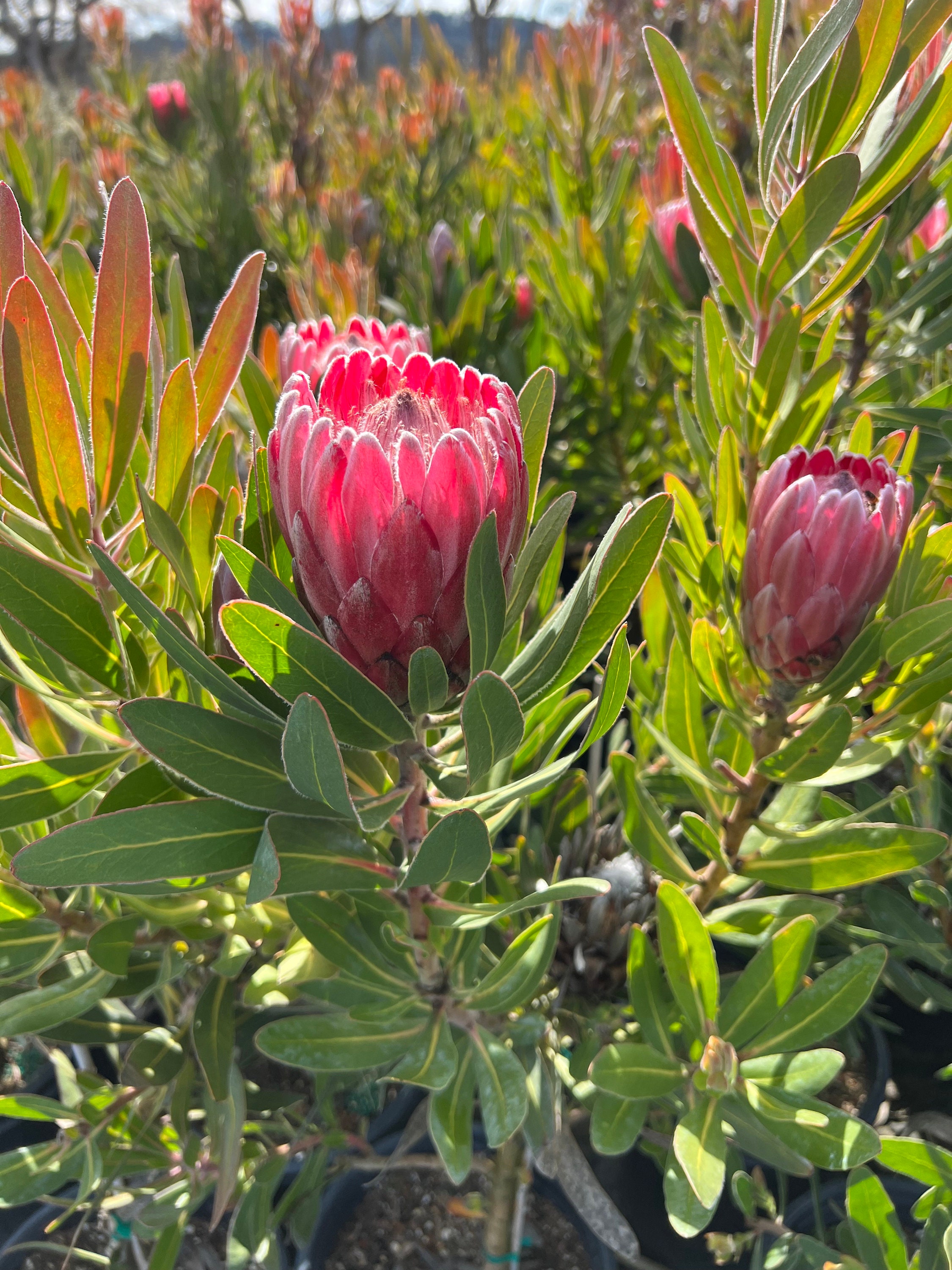 Flowering Protea Pink Ice Sylvia Red Live Plant in 3 - Etsy