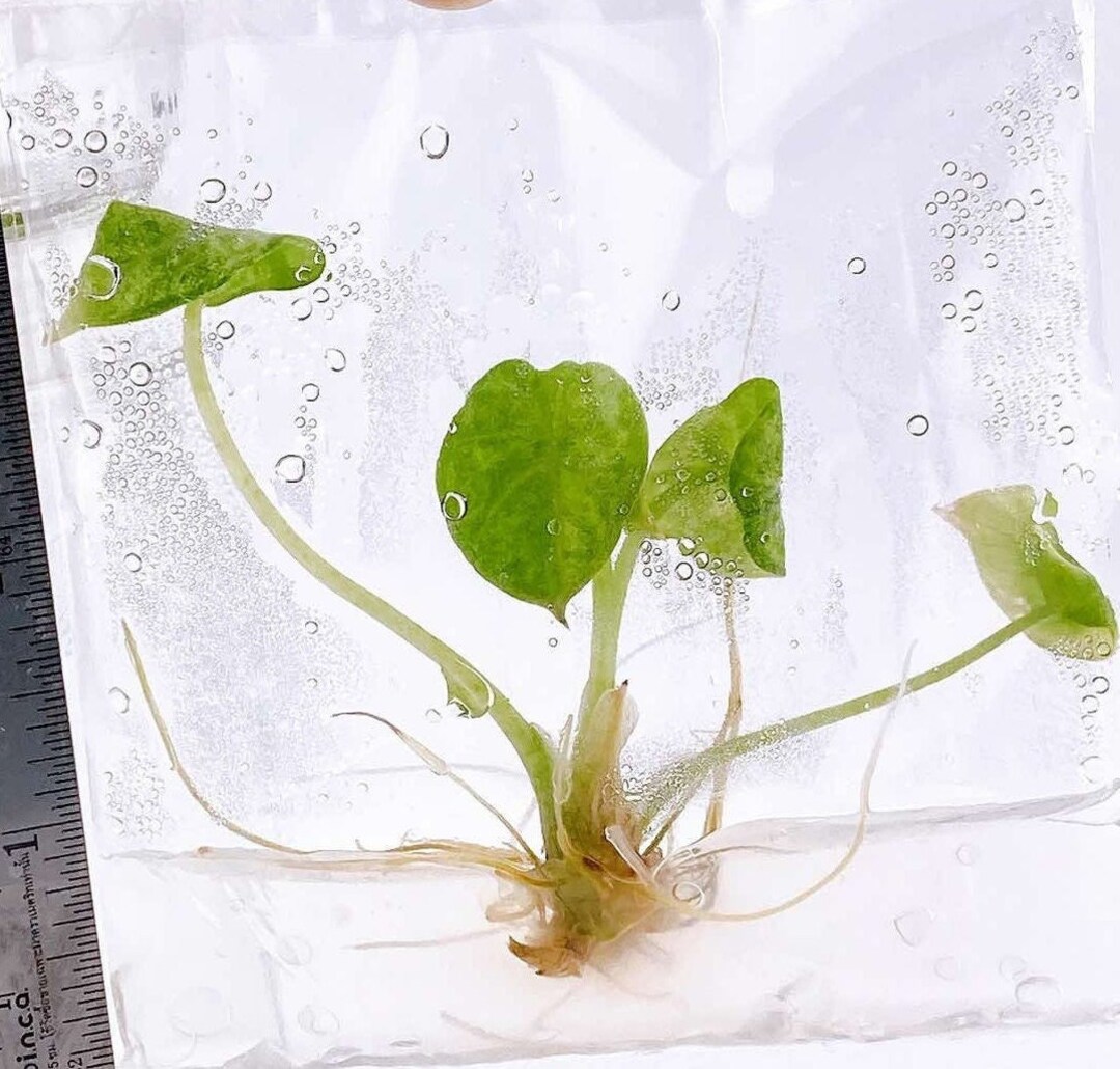 Alocasia Variegated Black Velvet Ninja Albo, Ninja Splash, BV Pink - Etsy