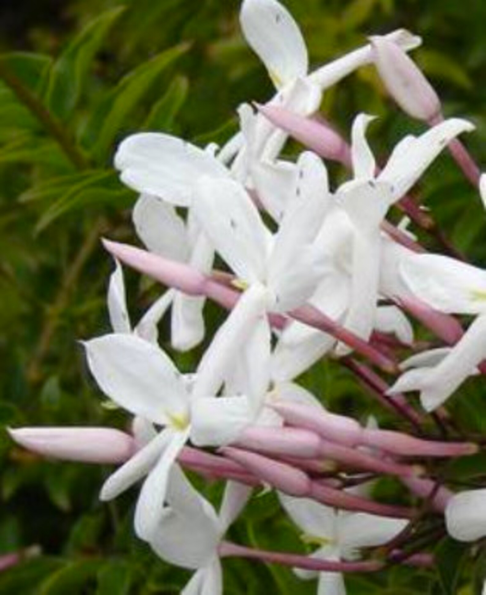 Pink Jasmine 2 3ft Jasminum Polyanthum or Winter Jasmine - Etsy