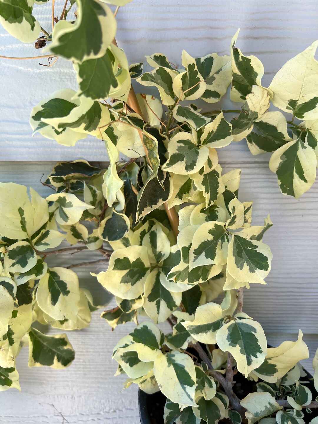 Bougainvillea Variegated 2-3 Ft. Vine Live Plant Raspberry Ice - Etsy