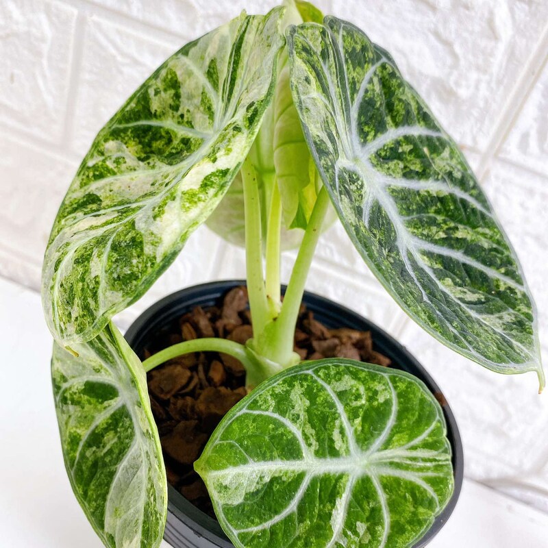 Alocasia Black Velvet - Etsy