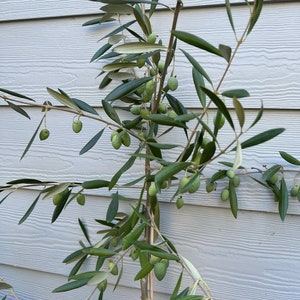 Olive Trees - California Grown - Kalamata, Hojiblanca, Mission ...