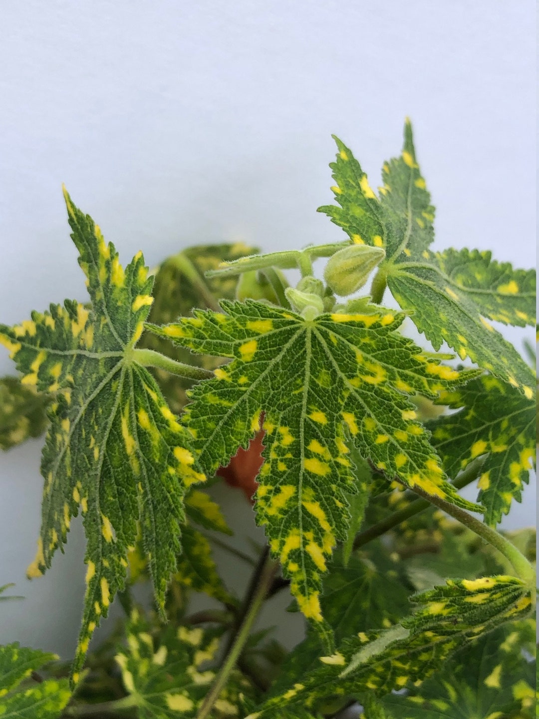 Variegated Abutilon - Pictum Thompsonii Japanese Lantern Flowering ...