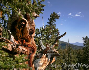 Bristlecone Pine Tree pinus Longaeva 'great Basin' Seeds VERY RARE - Etsy