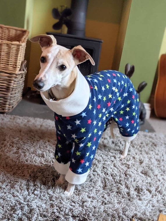 Blue And White Whippet